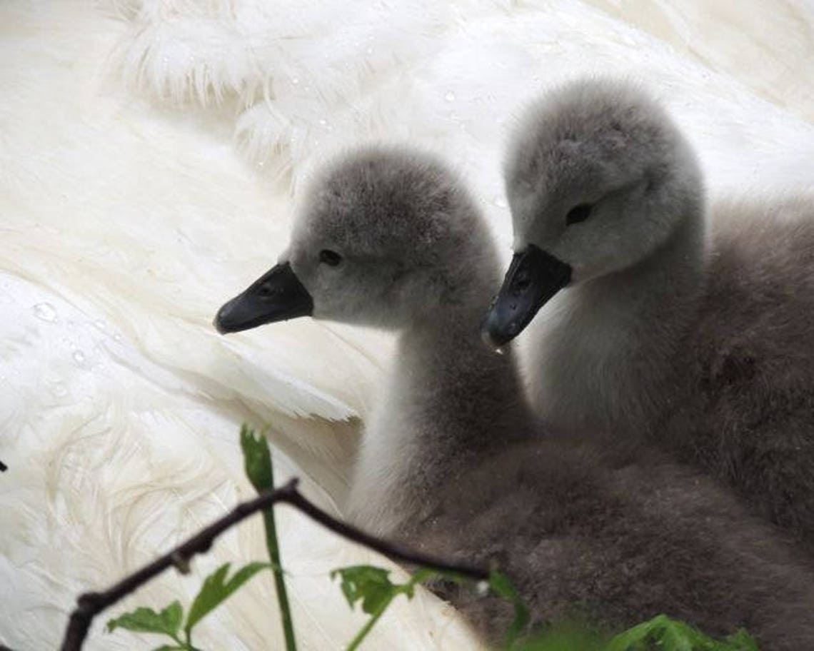 Cygnet Photograph 2 Days Old Cygnets Cute Tenderness | Etsy