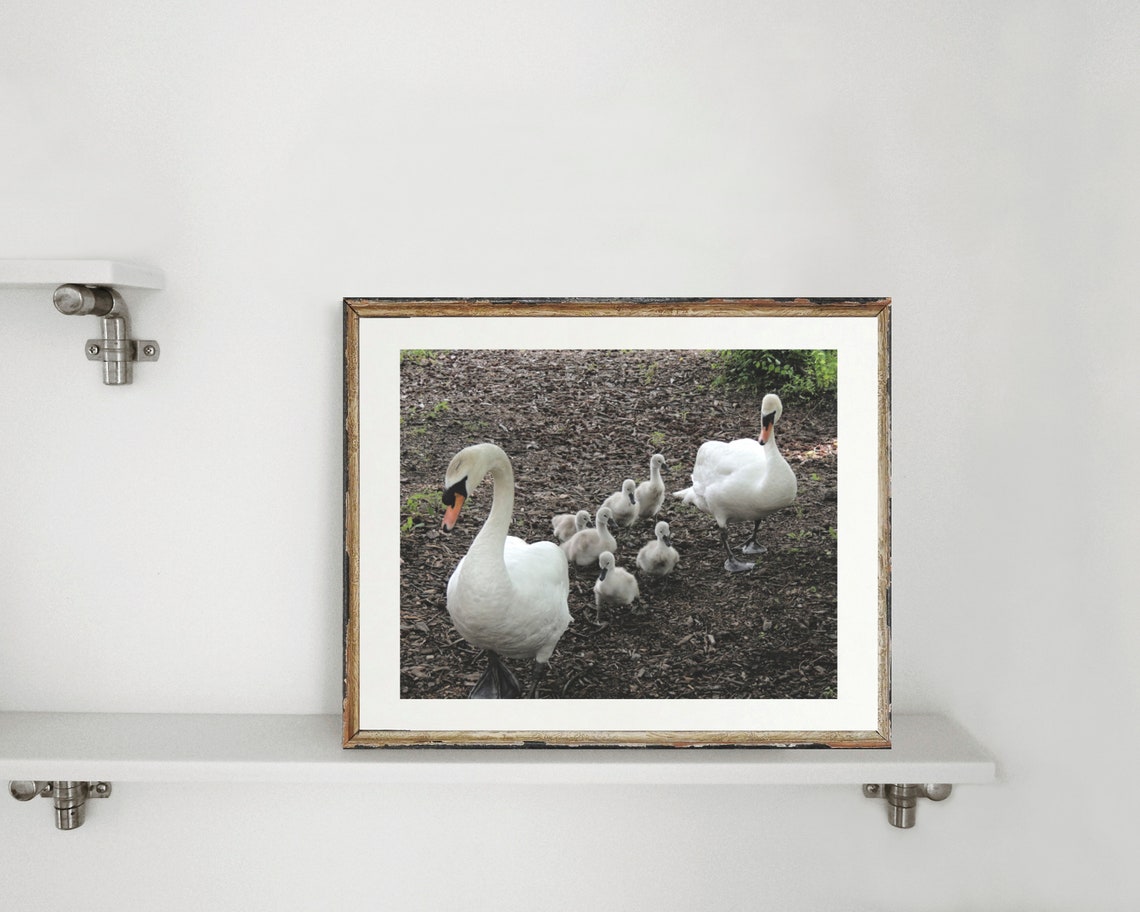 Swan Photograph Swan Family Happy Family Swan With - Etsy
