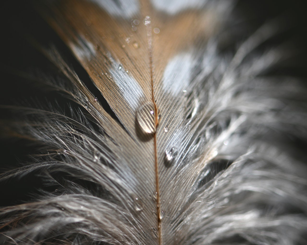 Feather Photograph Water Drop Bird Feather Wall Decor Feather Fine Art ...