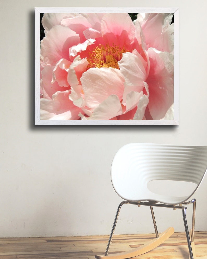 Sweet Peony Nature Flower Photograph Nature Art Pink | Etsy