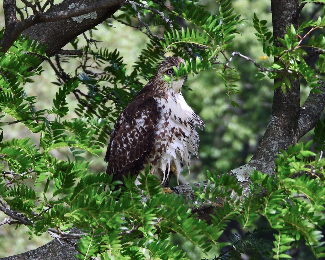 Red-tailed Hawk Photography Print: Summer Woods Wall Art - Etsy