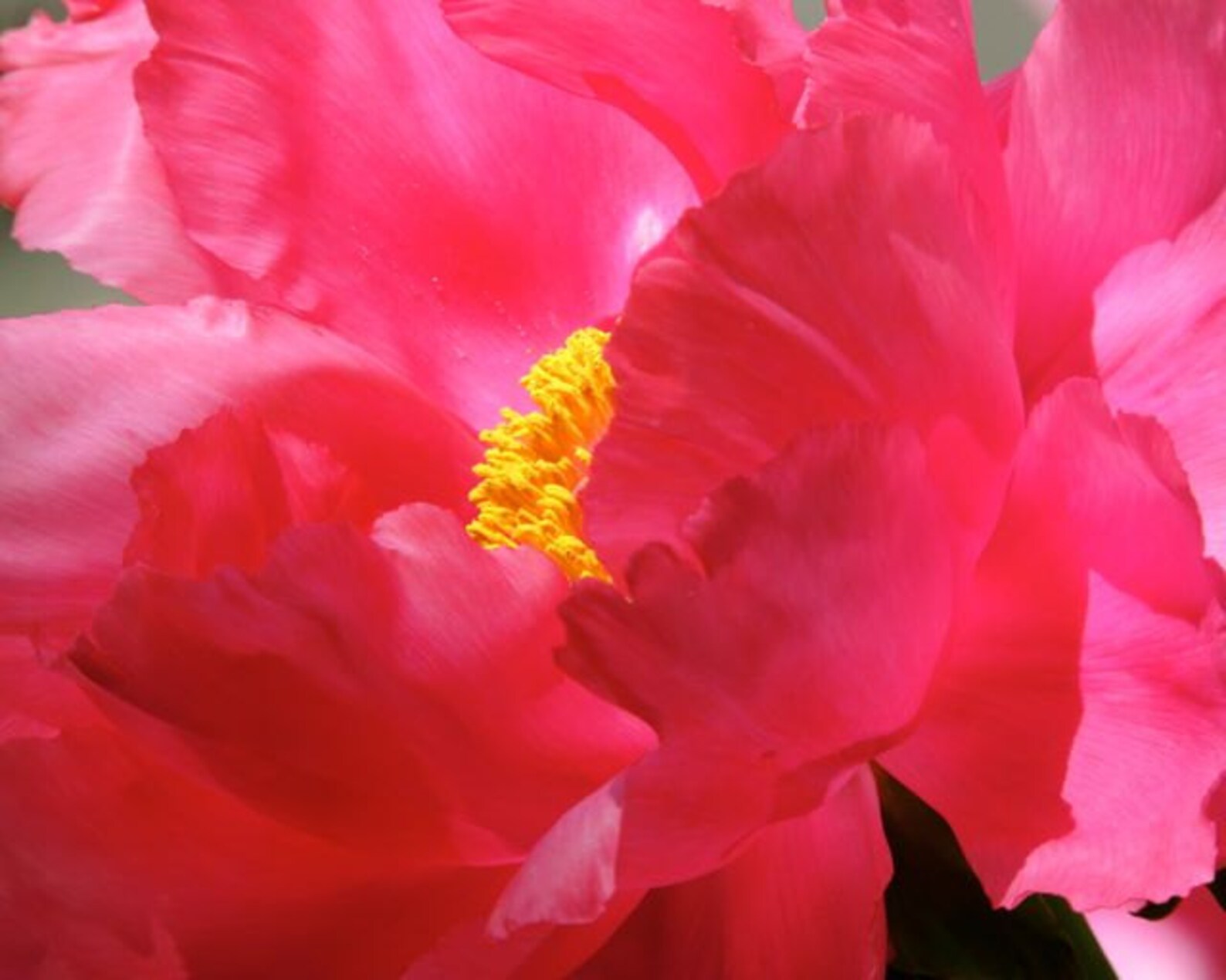 Romantic Peony Nature Flower Photograph Wall Decor | Etsy
