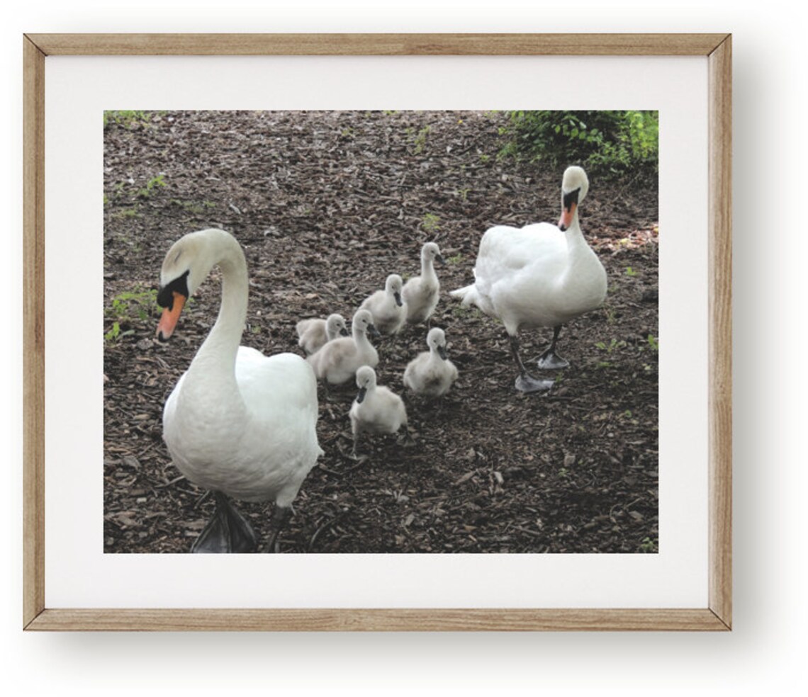 Swan Photograph Swan Family Happy Family Swan With - Etsy