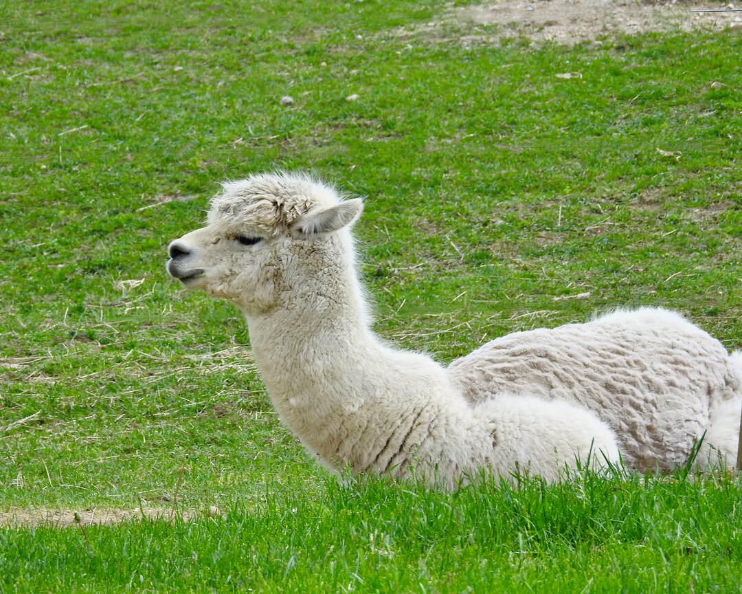 Alpaca Photography - Relaxing - Spring Farm Alpaca - Cute Animal ...