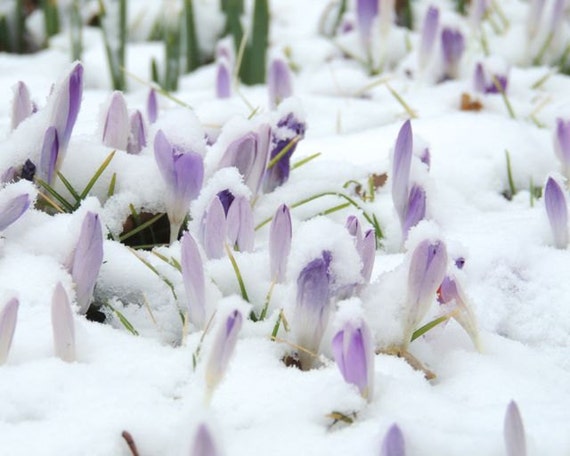 Items similar to Crocus Photograph - Winter Crocus - Early Spring ...