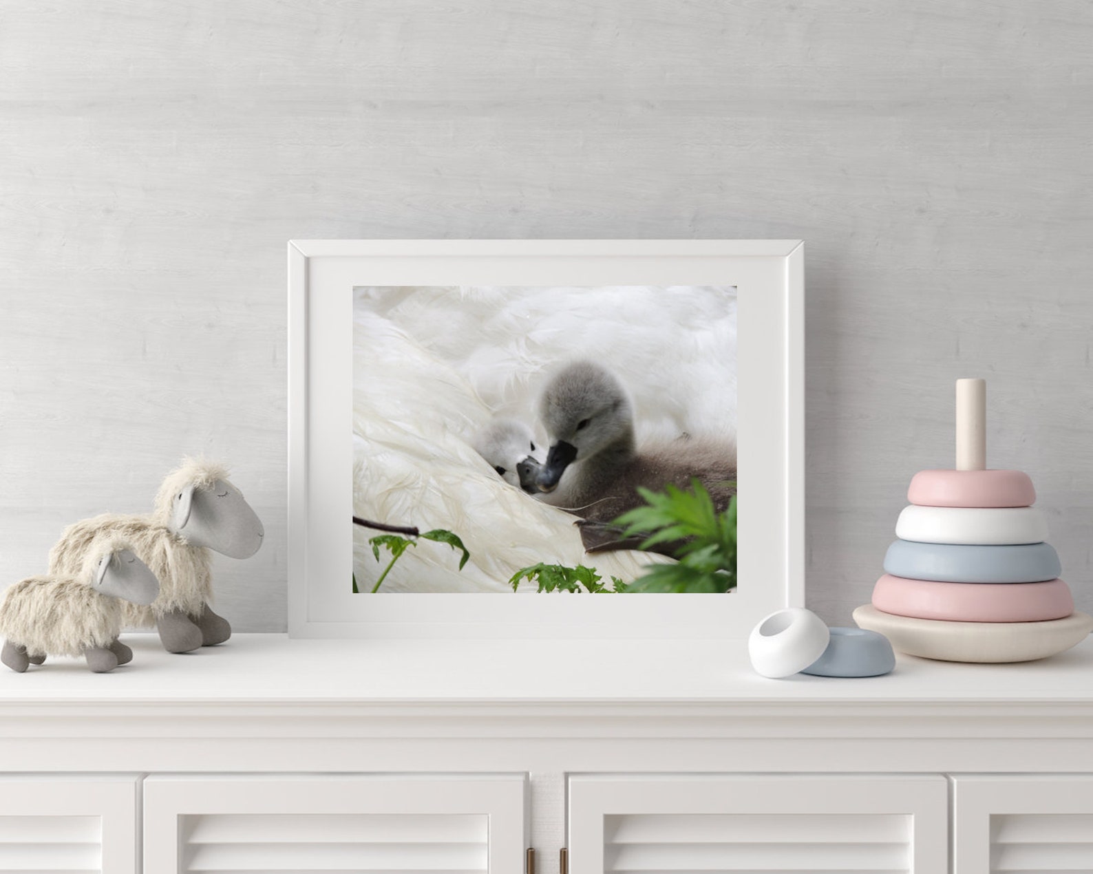 Cygnet Photograph Day Old Cygnet Baby Swan on Swan Back - Etsy