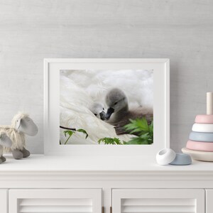 Cygnet Photograph - Day Old Cygnet - Baby Swan - on Swan Back - Cute ...