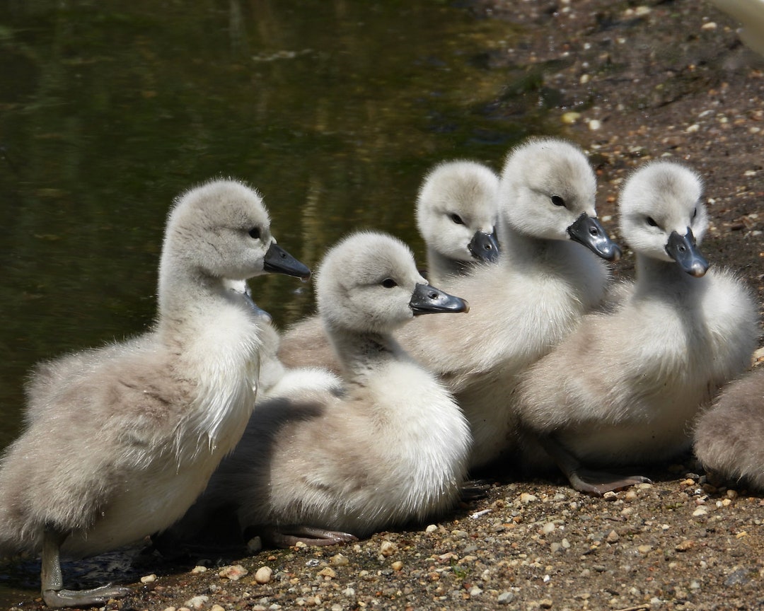 Baby Swan Photograph: Fluffy Cygnets Fine Art Print - Etsy
