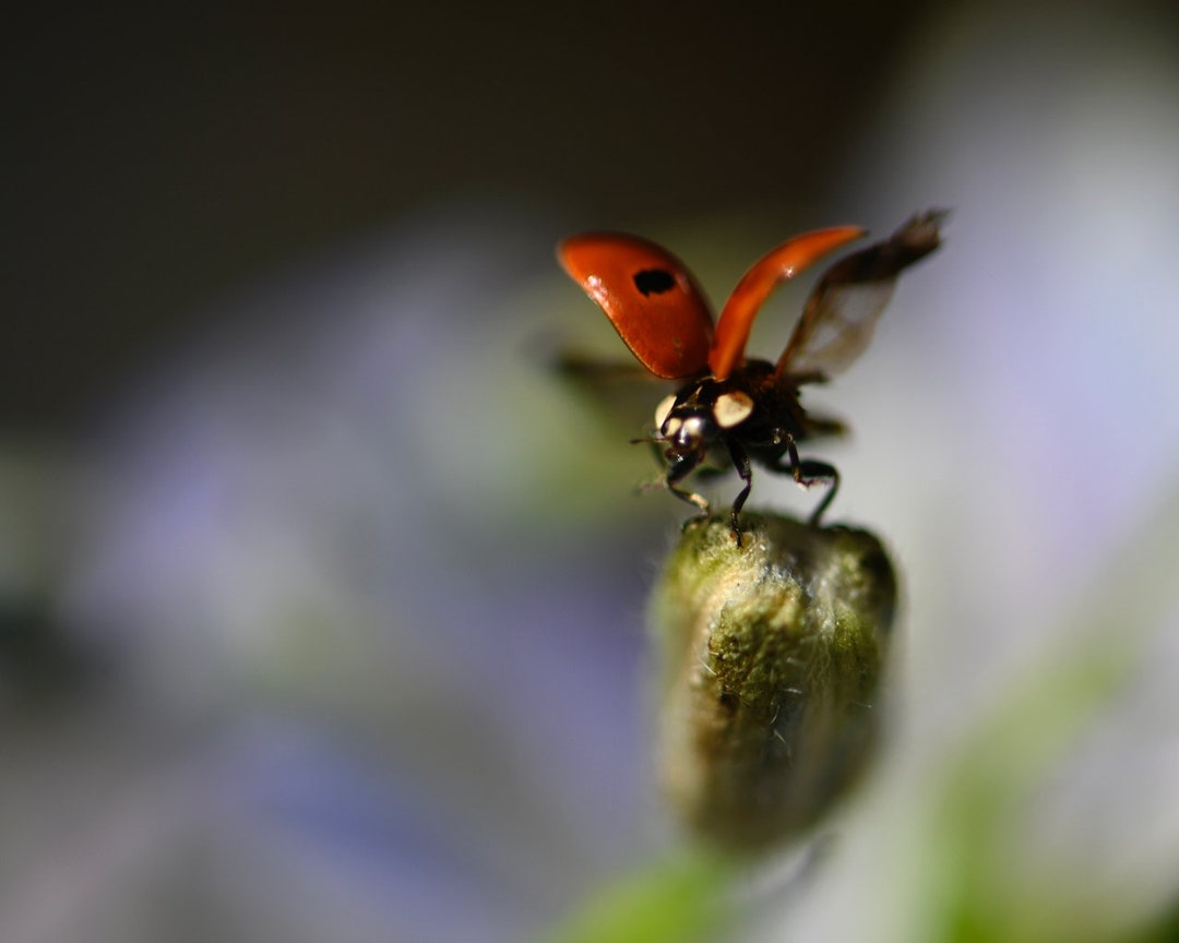 Ladybug in Flight Photography Print: Nature Wall Art - Etsy
