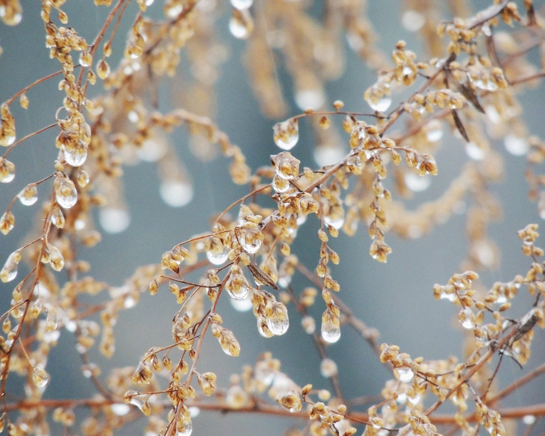 Winter Rain Photography Print: Icy Water Droplets on Reeds - Etsy