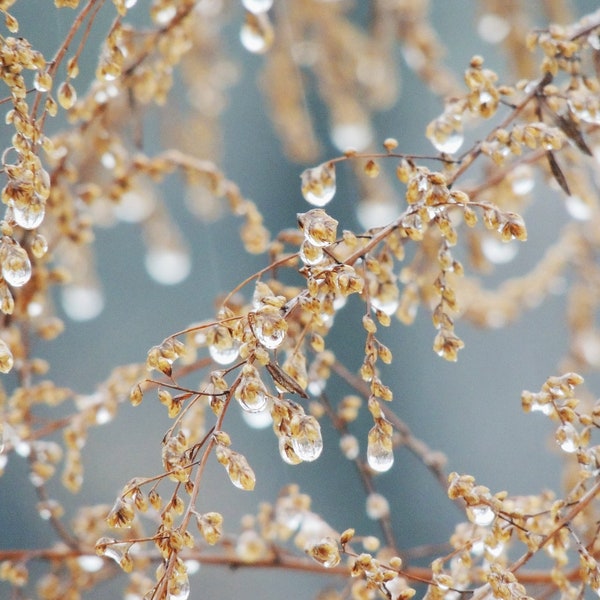 Frozen Water Crystals - Etsy