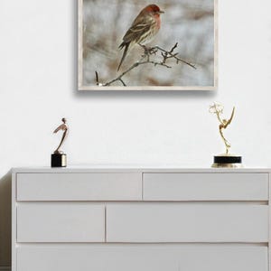 Bird Photography - House Finch - Wall Decor - House Finch in Snowy ...