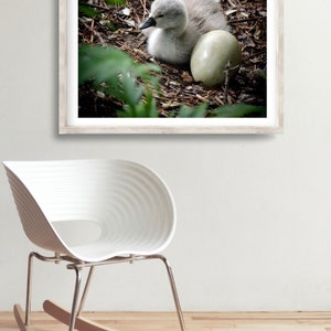 Cygnet Photograph Cygnet and Egg Day Old Cygnet Baby Swan Cute ...