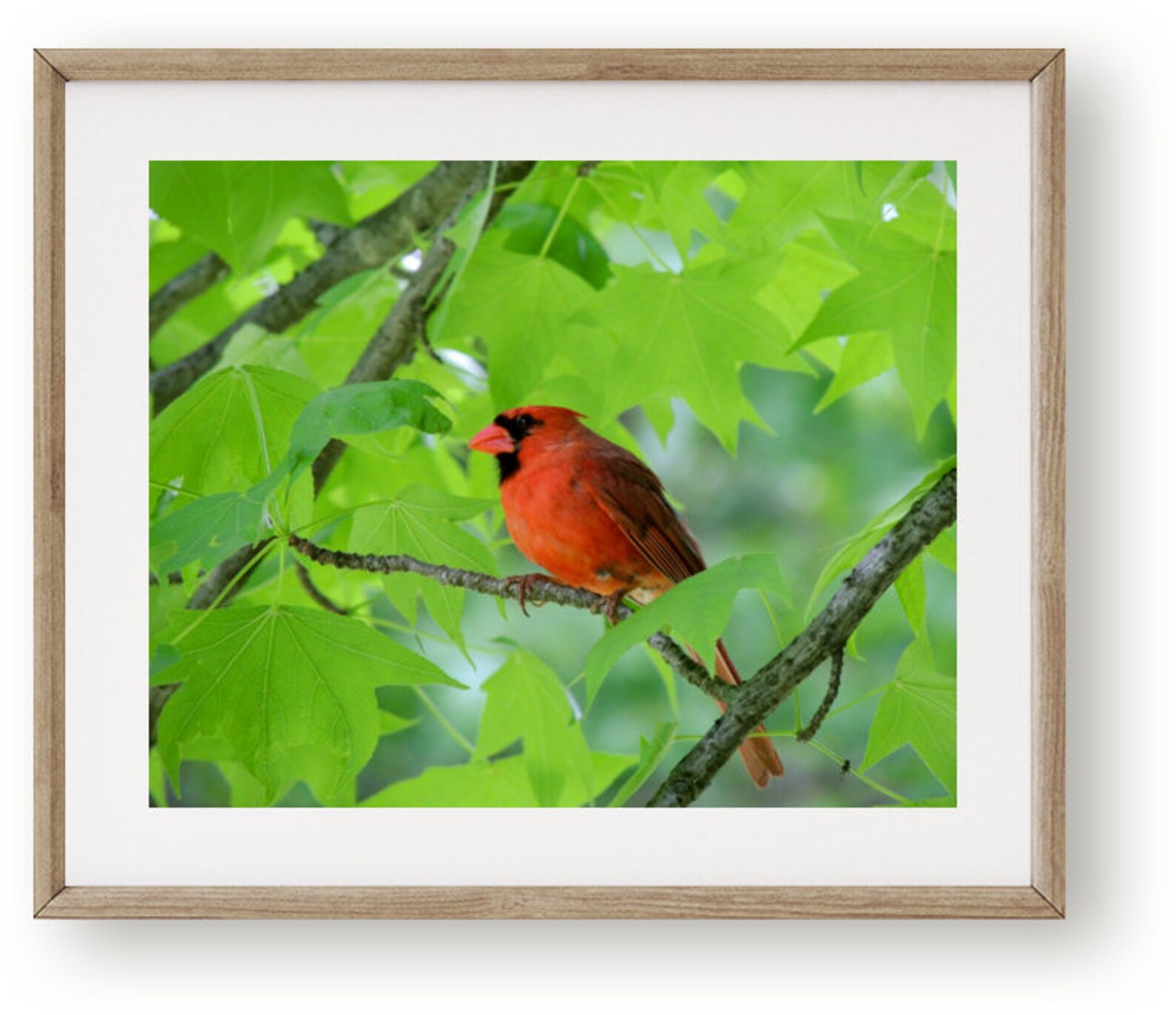 Cardinal Photography Cardinal in Maple Tree Male Cardinal - Etsy