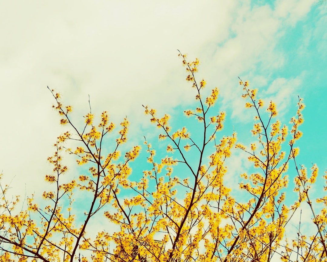 Yellow Spring - Tree Flowers Photograph - Spring Tree - Spring Blossoms ...
