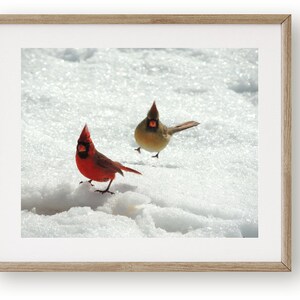Winter Cardinals Photograph: New York Bird Art Print - Etsy