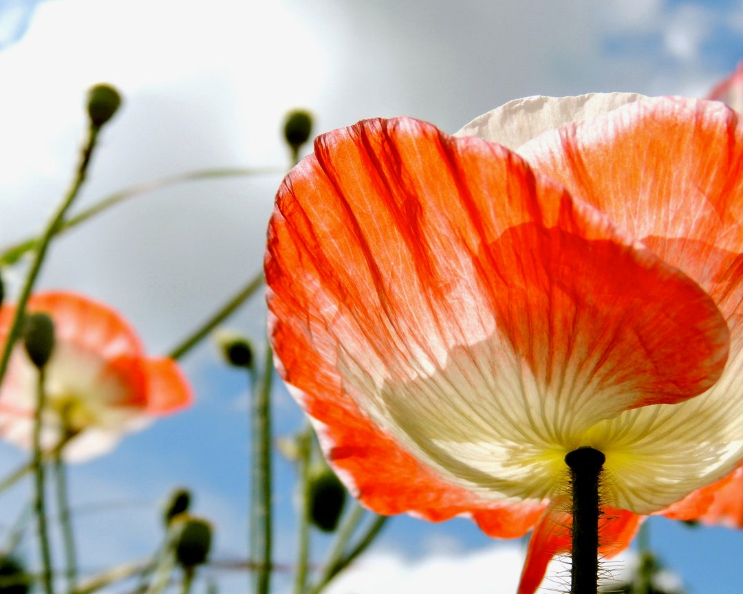 Poppy Photograph - Nature Flower - Wall Decor - Flower and Sky Art ...