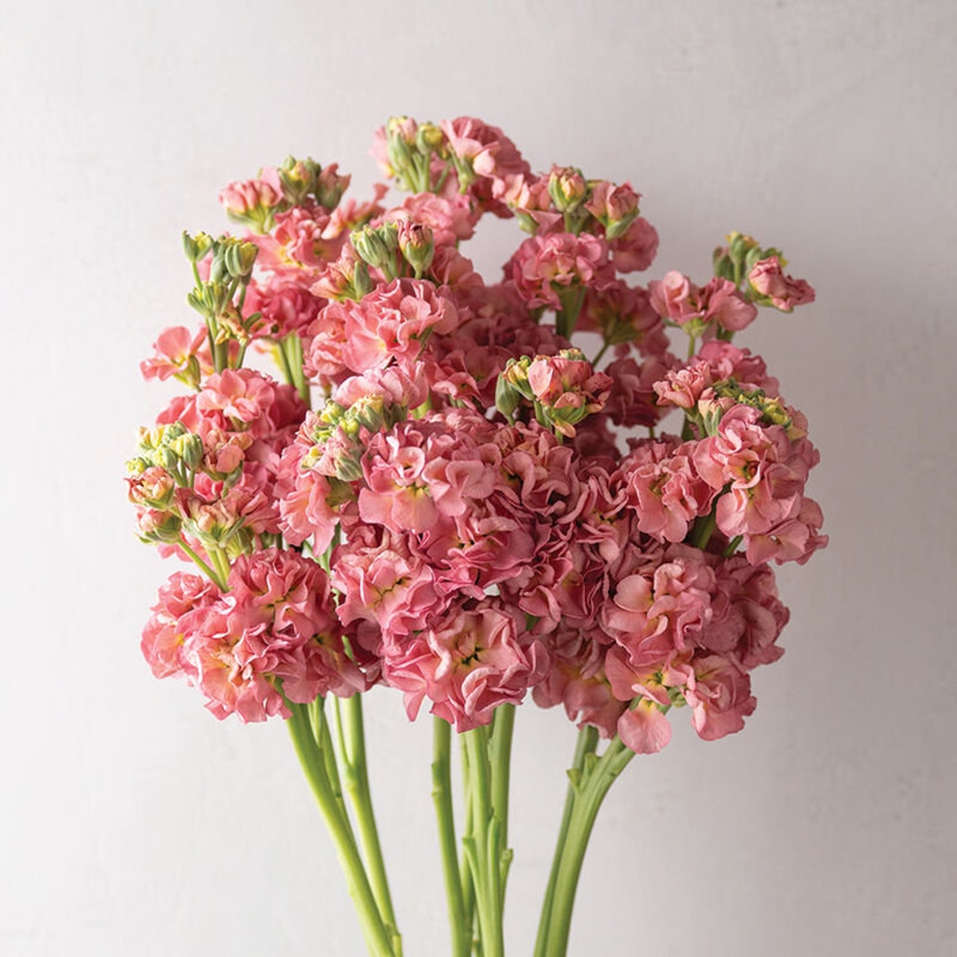 50 Stox Antique Rose Stock Flower Seeds / Matthiola Incanas / Cut ...