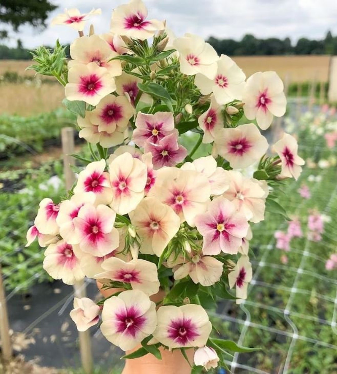50 Cherry Caramel Phlox Seeds / Phlox Drummondii / Wildflowers ...