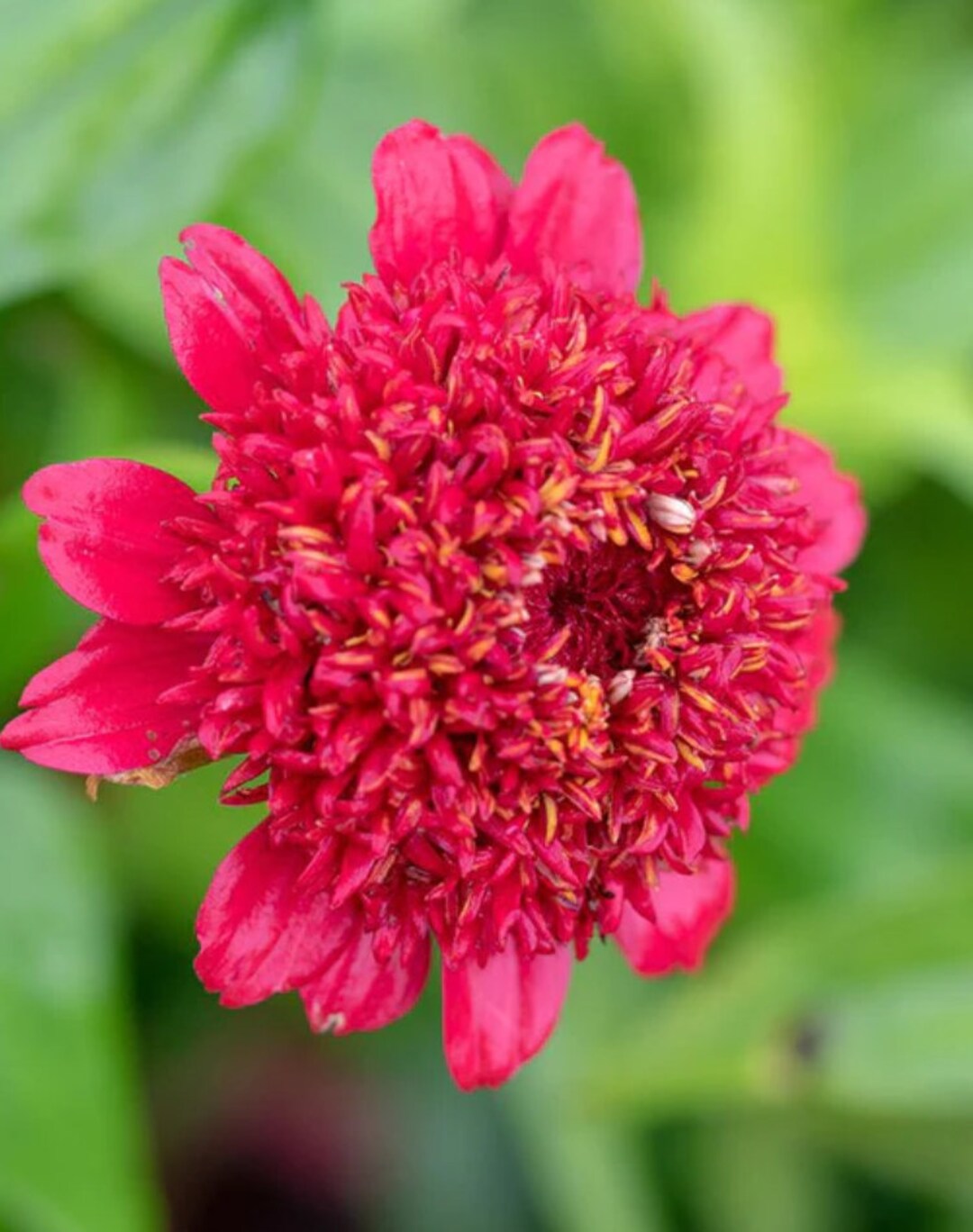 25 Red Zinderella Zinnia Seeds / Zinnia Elegans / Cut Flower / Cupcake ...