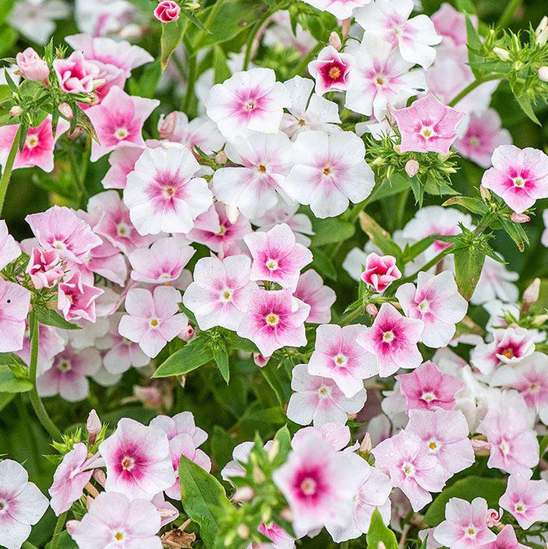 50 Blushing Bride Phlox Seeds / Phlox Drummondii / Wildflowers ...