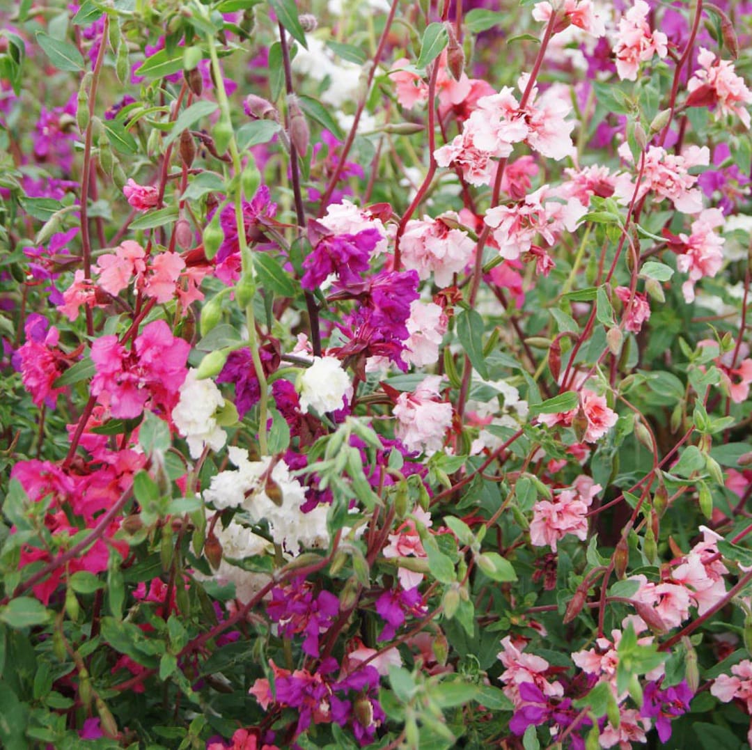 100 Clarkia Seed Mix / Clarkia Unguiculata Elegans / Wildflower ...