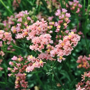 50 QIS Apricot Statice Seeds / Limonium Sinuatum / Rat Tails / Bouquet ...