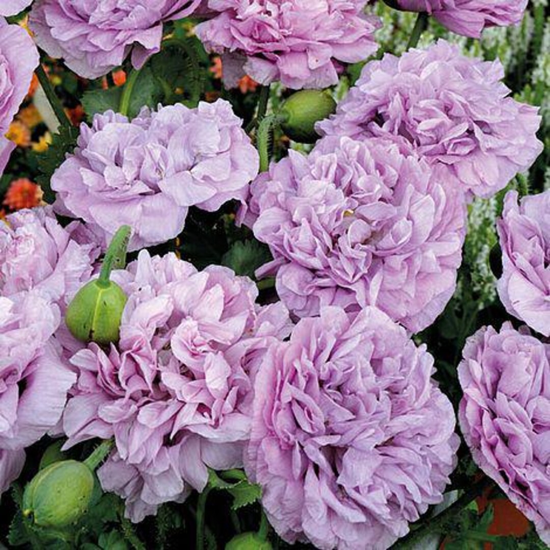 300+ Beautiful Mess Poppy Seed Mix / Wildflower / Flower Seeds/ Poppies ...