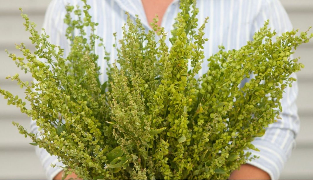 100 Green Plume Atriplex Seeds / Atriplex Hortensis / Bouquet Filler ...