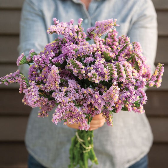 Statice Flower 836 Statice Flower Stock Photos, High Res Pictures, And