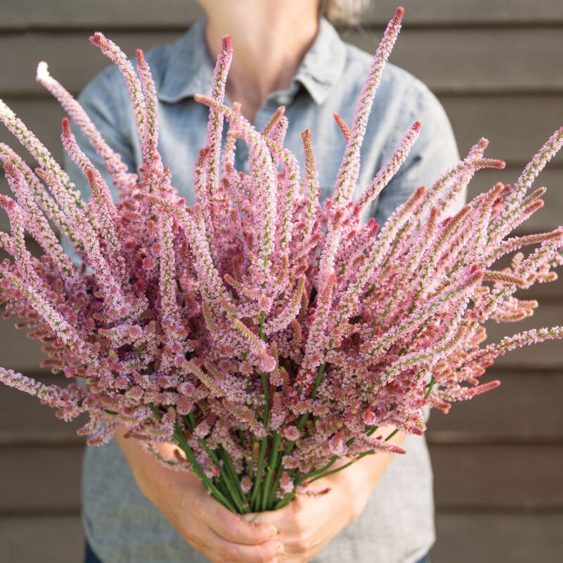 300 Pink Pokers Statice Seed / Limonium Suworowii / Rat Tails / Bouquet ...