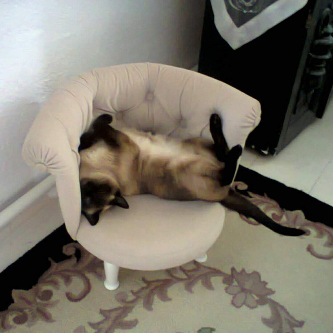 Fancy Cat Bed,round Chair for Cat/dog, Dog Sofa, Lounge Chaise Pet, Dog ...