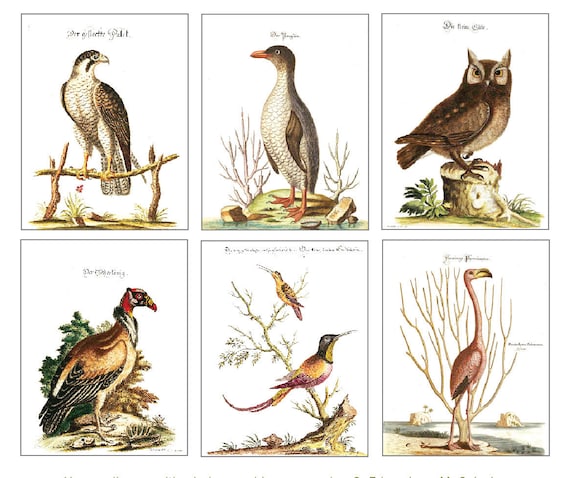 Vintage Bird Portraits 6 Cards & Envelopes Set A | Etsy