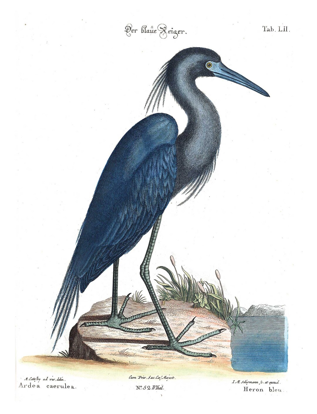 Art Print Vintage Blue Heron - Etsy