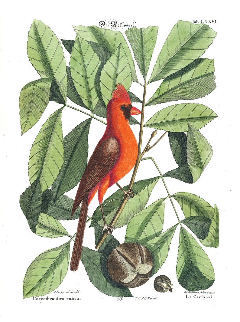 Art Print Vintage Red Cardinal by Catesby - Etsy