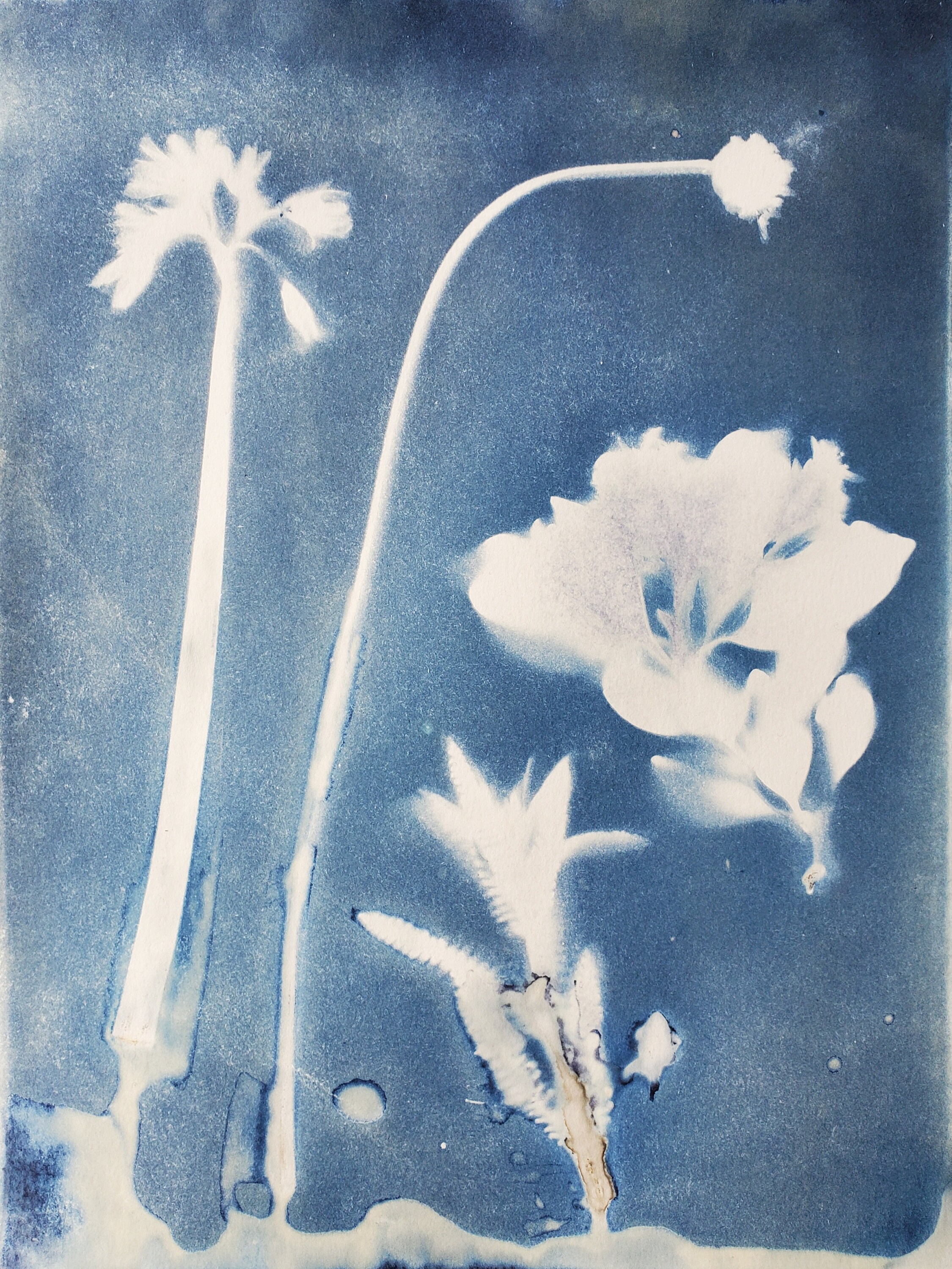 California Flowers: Original Cyanotype - Etsy