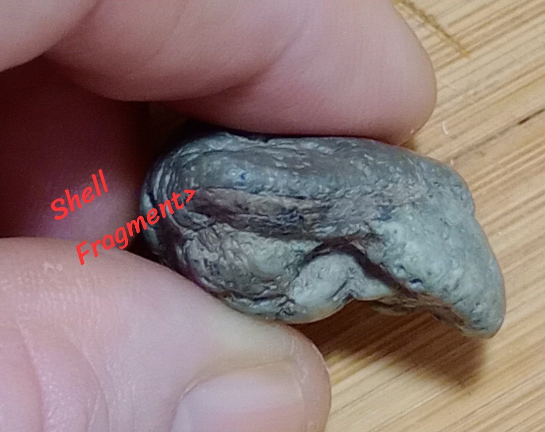 Damele Mine Pseudomorph Clam Shell - Etsy