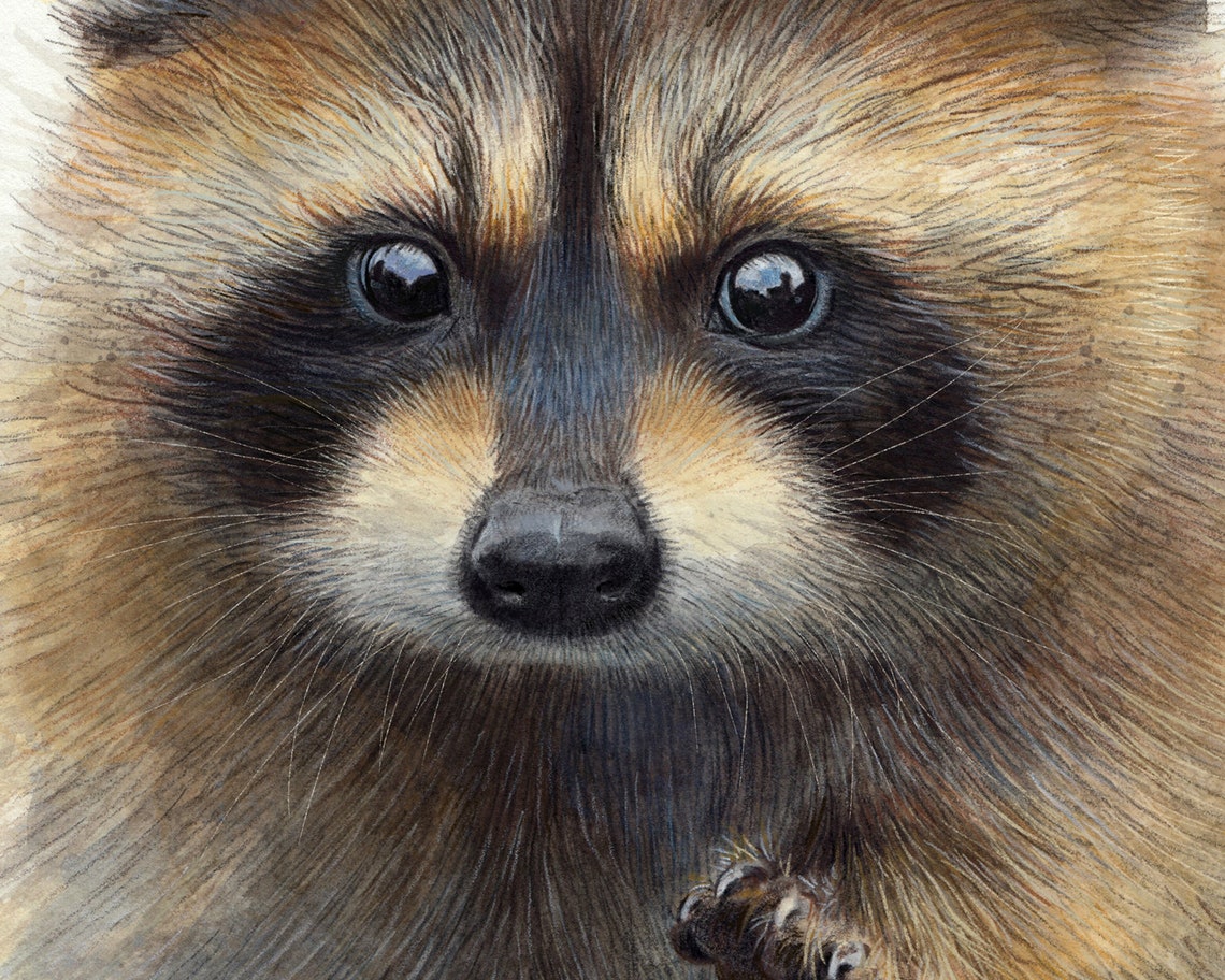 Raccoon Print Baby Raccoon Wall Art Raccoon Watercolor - Etsy