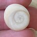 Shiva Eye Shell, Natural Seashell, Lacquered, 10-15 Mm. - Etsy