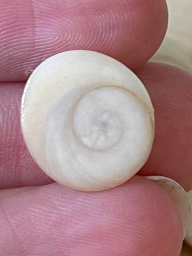 Shiva Eye Shell, Natural Seashell, Lacquered, 10-15 Mm. - Etsy