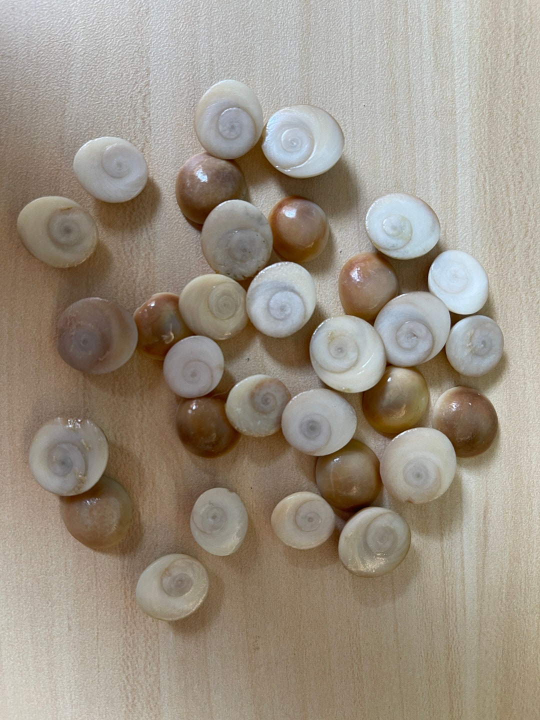 Shiva Eye Shell, Natural Seashell, Lacquered, 10-15 Mm. - Etsy