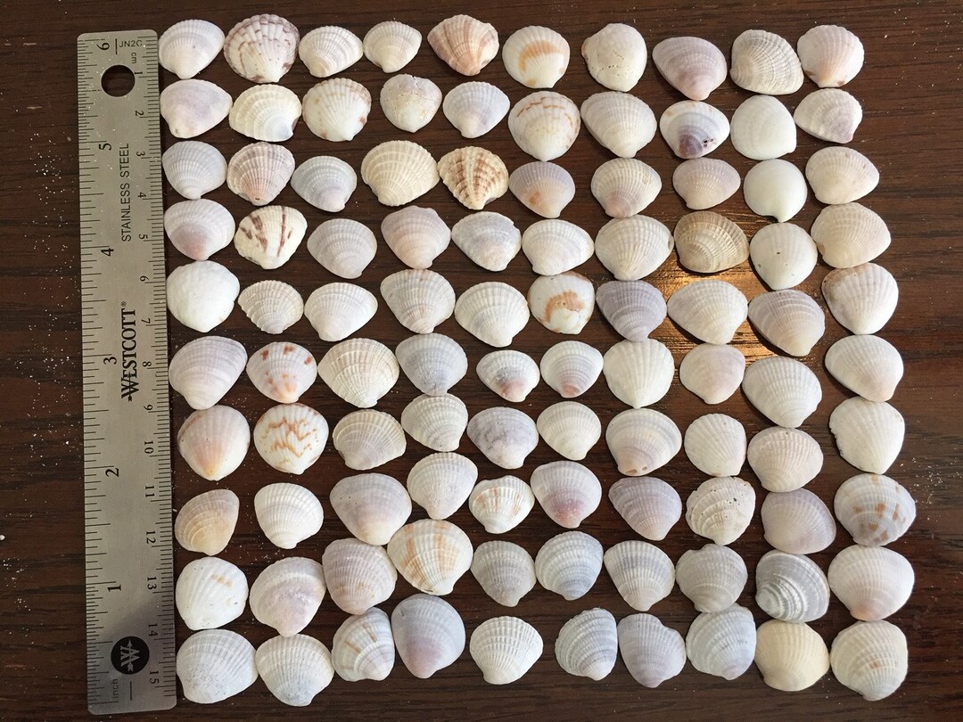 Small Sea Shells, Craft Shells, Beach Decor, Tiny Seashells, 1.5 to 2 ...