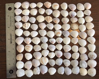 Small Sea Shells, Craft Shells, Beach Decor, Tiny Seashells, 2.5-3 Cm - Etsy
