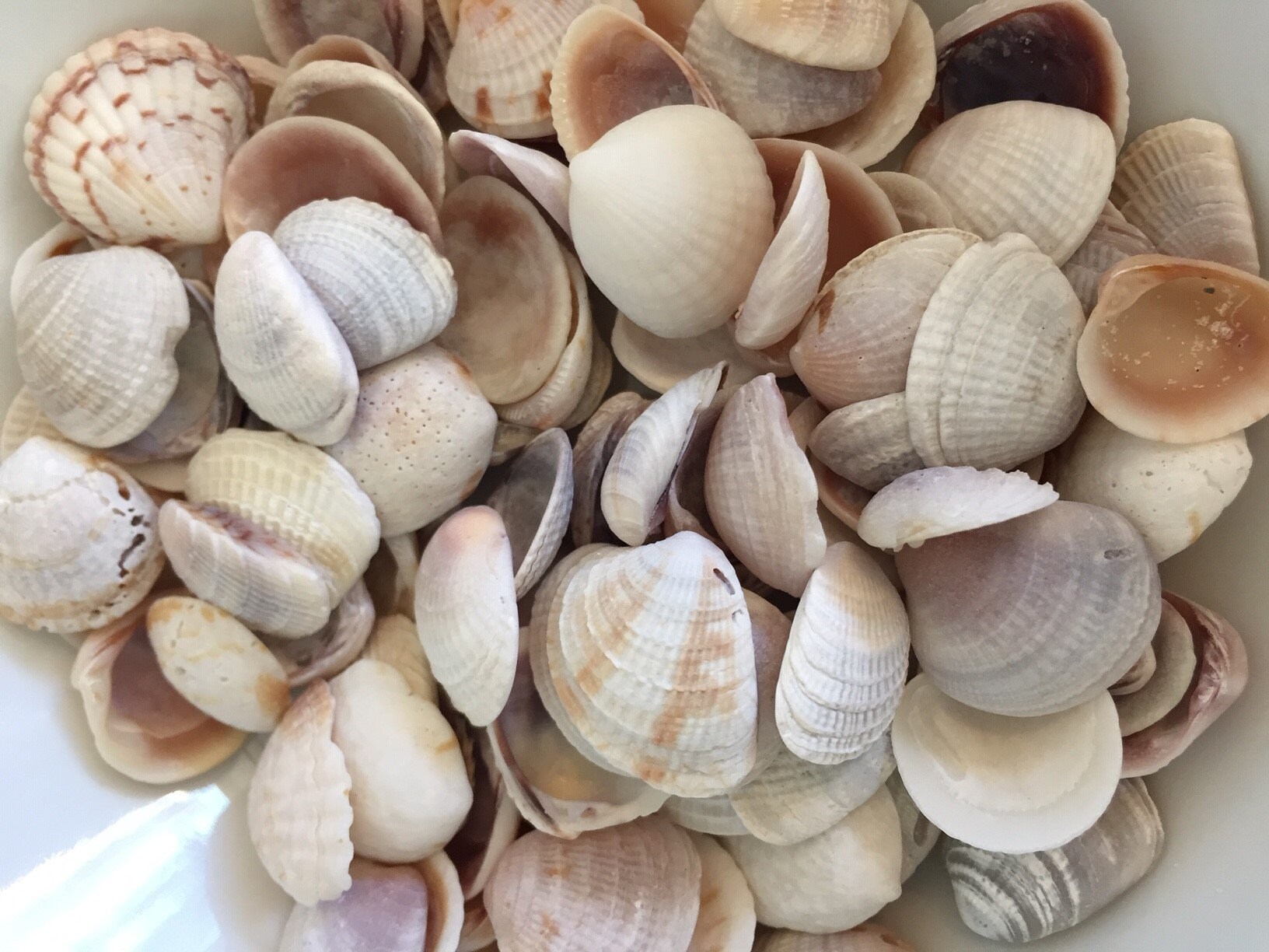Small Sea Shells, Craft Shells, Beach Decor, Tiny Seashells, 2.5-3 Cm ...