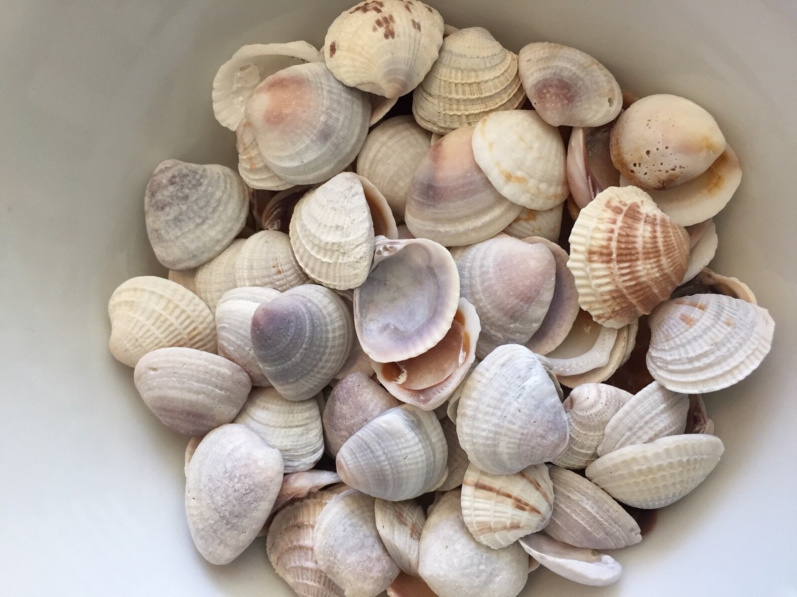 Small Sea Shells, Craft Shells, Beach Decor, Tiny Seashells, 2cm - Etsy