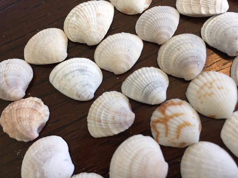 Small Sea Shells, Craft Shells, Beach Decor, Tiny Seashells, 1.0-1.5 Cm ...
