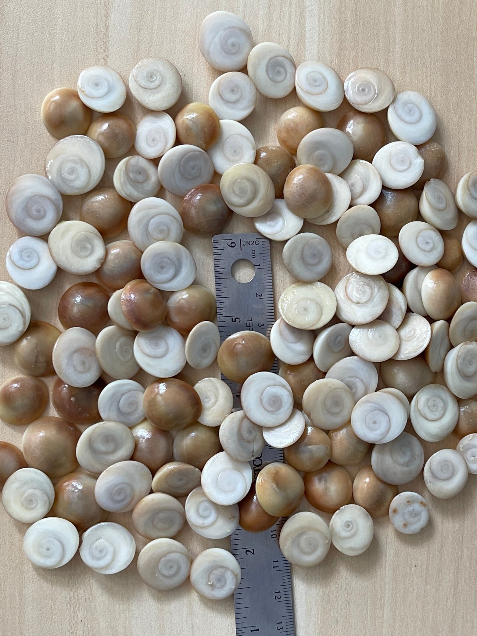 Shiva Eye Shell, Natural Seashell, Lacquered, 15-20 Mm. - Etsy