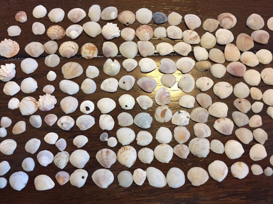 Small Sea Shells, Craft Shells, Beach Decor, Super Tiny Seashells, 1 Cm ...