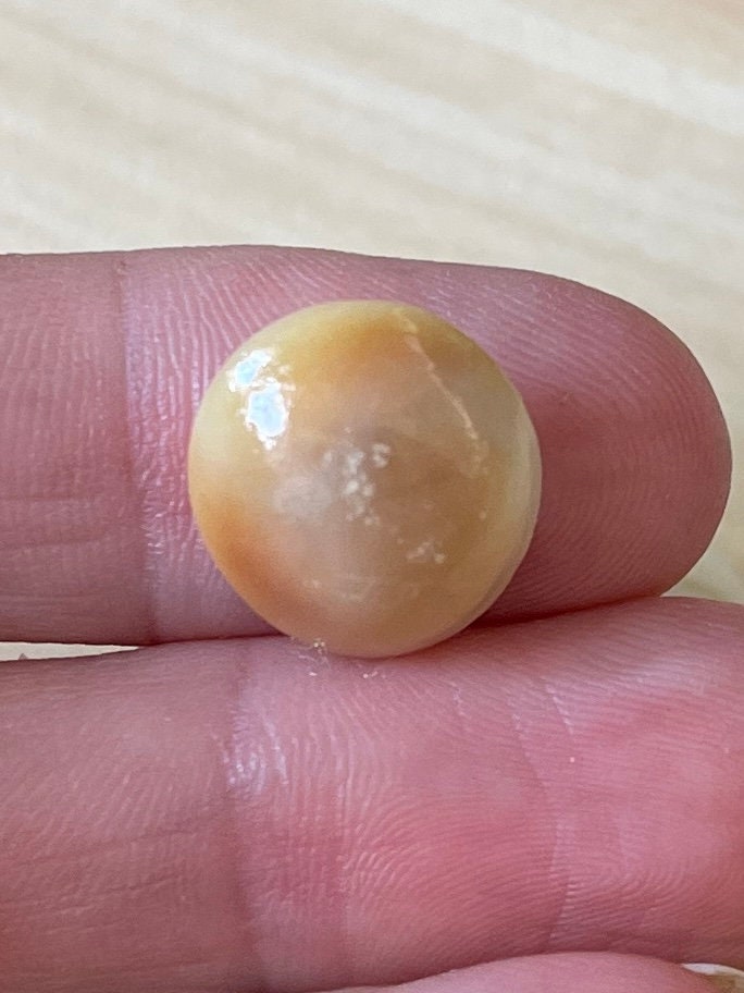 Shiva Eye Shell, Natural Seashell, Lacquered, 10-15 Mm. - Etsy