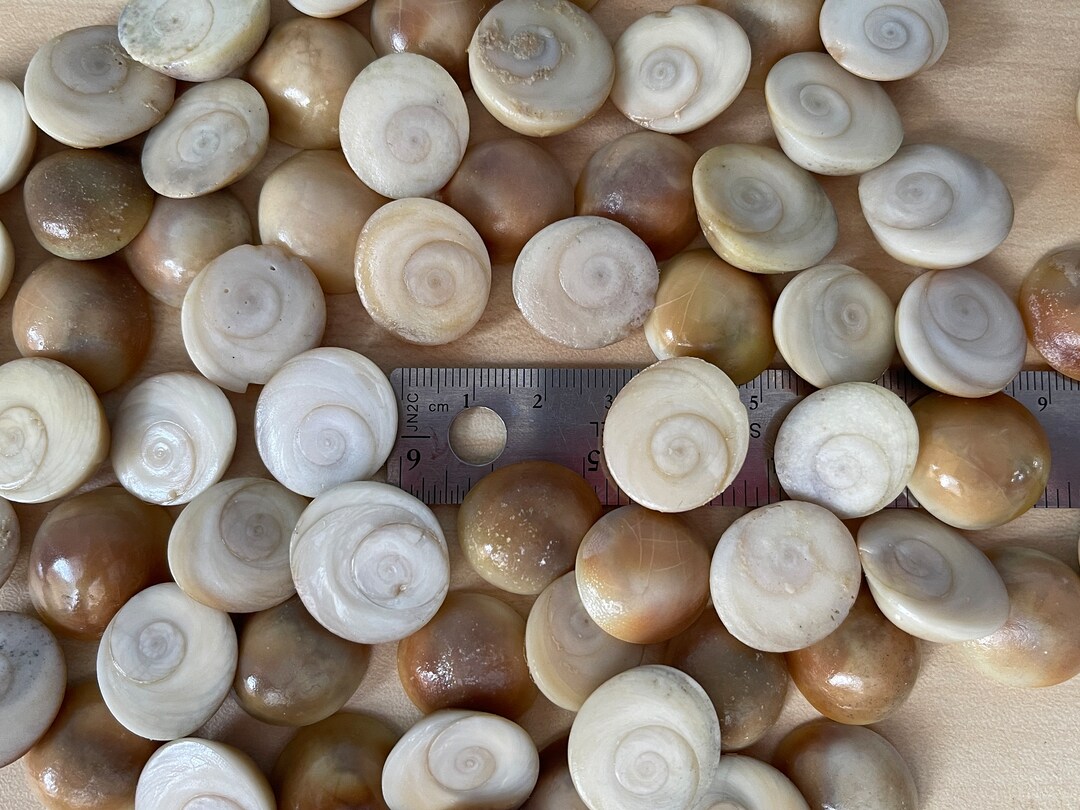 Shiva Eye Shell, Natural Seashell, Lacquered, 15-20 Mm. - Etsy